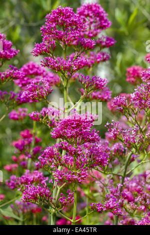 German Catchfly Viscaria vulgaris, Silene Stock Photo - Alamy