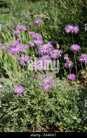 Pink Bachelors Button, Centaurea pulcherrima, Asteraceae. Armenia and ...