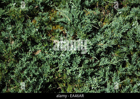 Creeping juniper (Juniperus horizontalis 'Wiltonii'), Cambridge ...