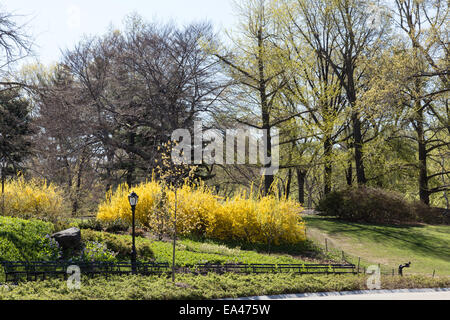 Springtime in Central Park, NYC Stock Photo - Alamy