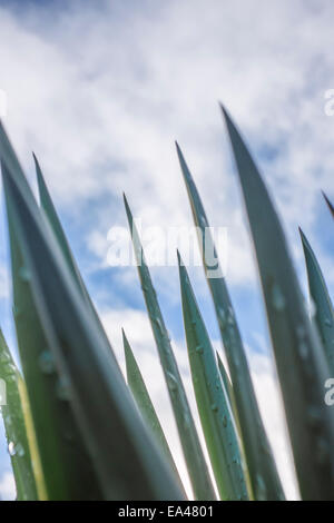Sharp pointed agave plant leaves Stock Photo: 101821209 - Alamy