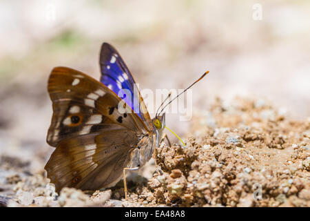 Lesser or Small Purple Emperor Butterfly Apatura ilia UK Stock Photo ...
