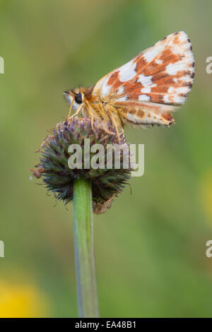 Close up of the red underwing skipper butterfly, Spialia sertorius , in ...