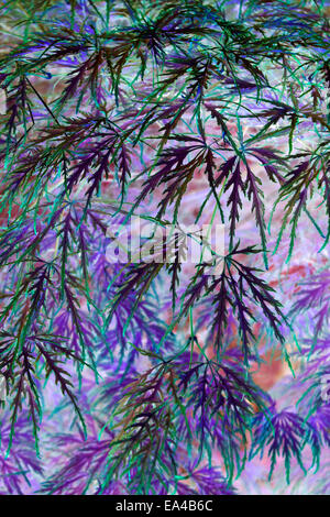 acer palmatum dissectum,green purple leaves,dissected foliage,shrubs ...