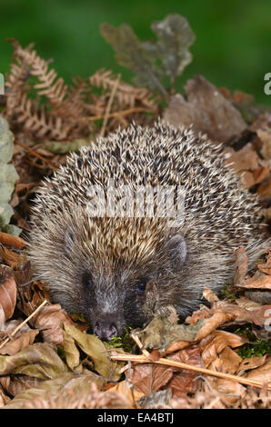 hedgehog hedgehogs insectivore insectivores mammal mammals animal ...