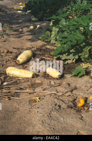 Overripe zucchini field. Day light Stock Photo - Alamy