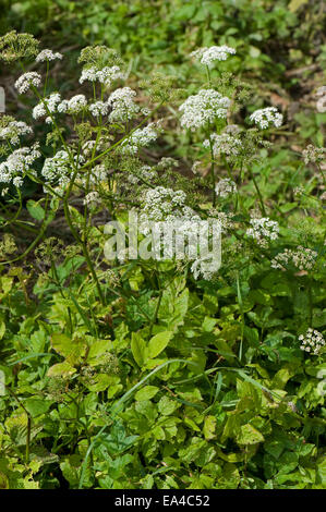 Ground elder, Aegopodium podagraria, flowering invasive garden weeds ...