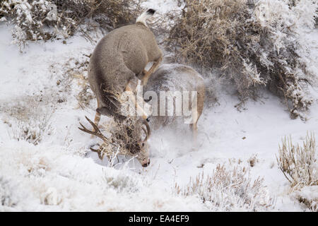 Mule deer bucks fighting for dominance on a snowy day in Wyoming Stock ...