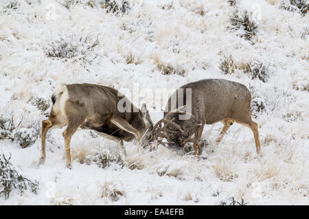 Mule deer bucks fighting for dominance on a snowy day in Wyoming Stock ...
