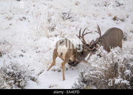 Mule deer bucks fighting for dominance on a snowy day in Wyoming Stock ...