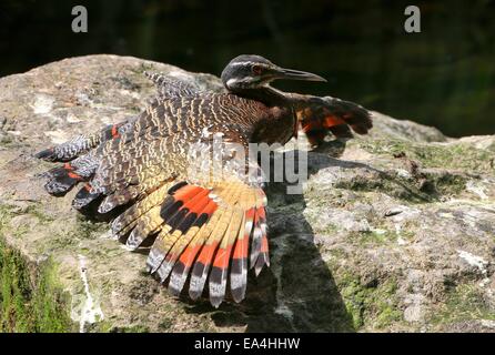Sunbittern (Eurypyga helias), spreading his wings in the typical ...