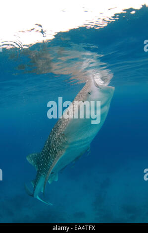 Whale shark or basking shark (Rhincodon typus) in Donsol, Philippines ...
