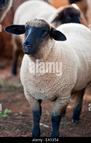 A black faced suffolk ewe sheep with her four black newborn lambs Stock ...
