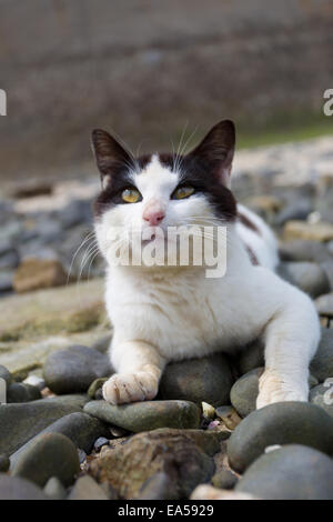 Stray Cat Watching the Beach Stock Photo - Alamy