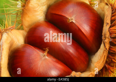 Three chestnuts with skin Stock Photo - Alamy