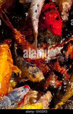 Koi carp, symbols of good luck and prosperity in Japan Stock Photo - Alamy