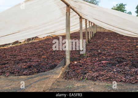 Drying grapes for raisins in the nature Stock Photo: 75110239 - Alamy