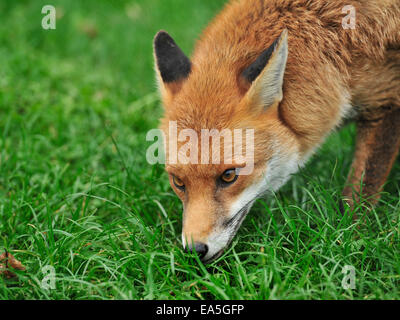 Wild Red Fox (Vulpes vulpes) scavenging in a natural woodland forest setting. Peering intently ...