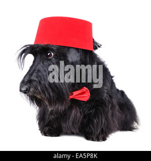 Dog in fez Stock Photo - Alamy