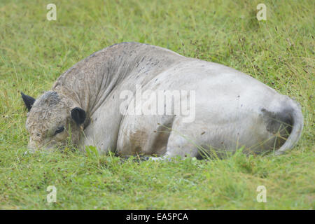 Galloway bull, White Galloways Stock Photo - Alamy