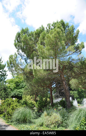 Stone pine, Italian Stone pine, Umbrella Pine (Pinus pinea), in a ...