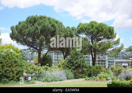 Umbrella or Italian stone pine tree, Pinus pinea near Sorrento, Italy ...