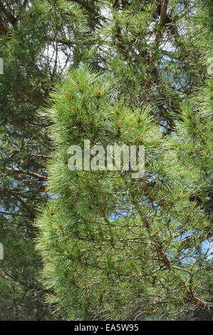 Stone pine, Italian Stone pine, Umbrella Pine (Pinus pinea), in a ...