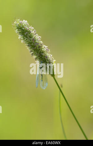 Timothy / Phleum pratense / Wiesen-Lieschgras (botany book, 1888 Stock ...