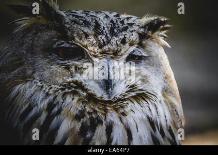 Spanish owl in a medieval fair raptors Stock Photo - Alamy