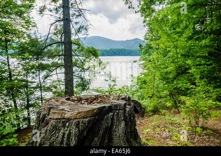 The tree stumps sticking out of a lake Stock Photo - Alamy