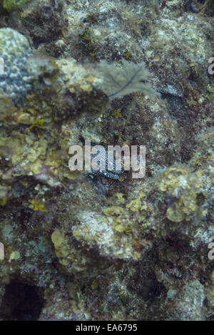 Spotted moray (Gymnothorax moringa), dive site John Pennekamp Coral ...