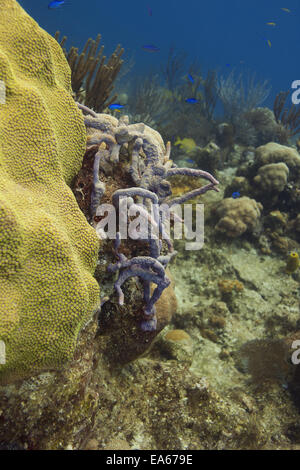 Row pore rope sponge Stock Photo - Alamy