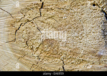 Brown texture stem tree Stock Photo - Alamy