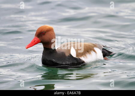 Red-crested Pochard - Red-crested Duck (Netta rufina) male bathing in ...