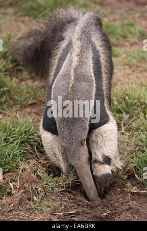 A giant anteater (Myrmecophaga tridactyla) digging in a meadow, looking ...