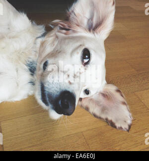 lying English Setter Stock Photo - Alamy