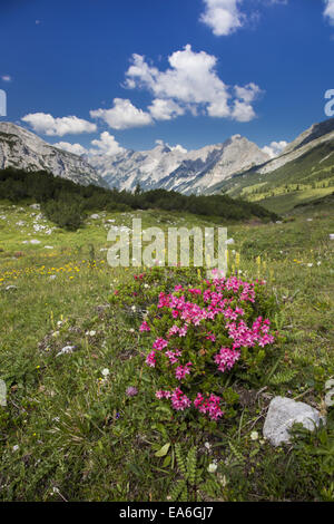 alps, flower, flowers, plant, spring, meadow, mountain, scenery ...
