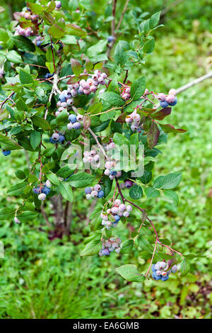 Blueberries at various stages of ripening Stock Photo - Alamy
