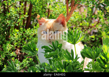 Cat in bushes Stock Photo - Alamy