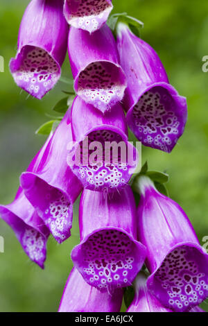 Digitale purpurea, Digitalis purpurea Stock Photo - Alamy