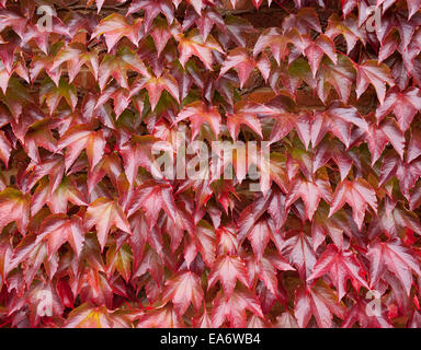 red ivy leaves covering a wall, "Hedera helix", autumn Stock Photo - Alamy