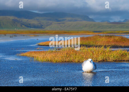 fulmar and Iceland Landscape with Smooth Lake and Sky Reflection Stock ...