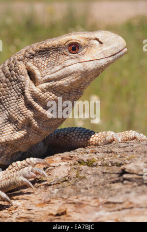 African Savannah Monitor Varanus exanthematicus, Varanidae, Africa ...