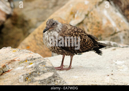 Yellow-legged gull chick (Larus michahellis) carrying a piece of meat ...