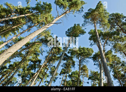 Pine tree canopy against blue sky in evening sunshine Stock Photo - Alamy