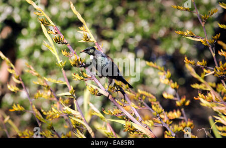 Tui bird feeding on New Zealand Flax flower Kapiti Island New Zealand ...