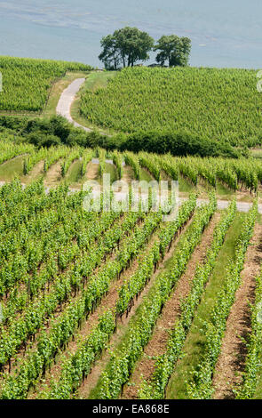 Aerial view of Rhine river in Kembs of Haut-Rhin, in Grand East, Alsace ...