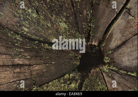 old weathered chestnut stump of dead tree dried up and cracked shape ...