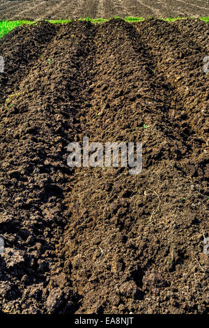 Newly cultivated plots ready for vegetable planting Stock Photo - Alamy