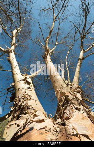 Paper thin peeling white lovely thin bark of a silver birch relative ...